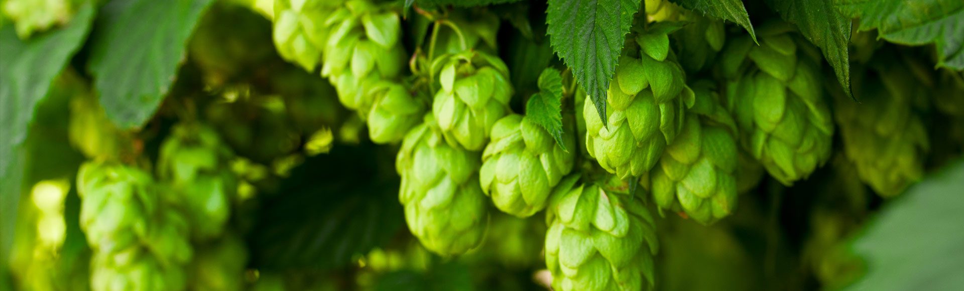 green products GmbH – deutscher Hopfen – handverlesen – direkt vom Pflanzer